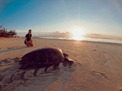 Turtles survive ‘man drought’ in remote islands - Faculty of Science - University of Queensland